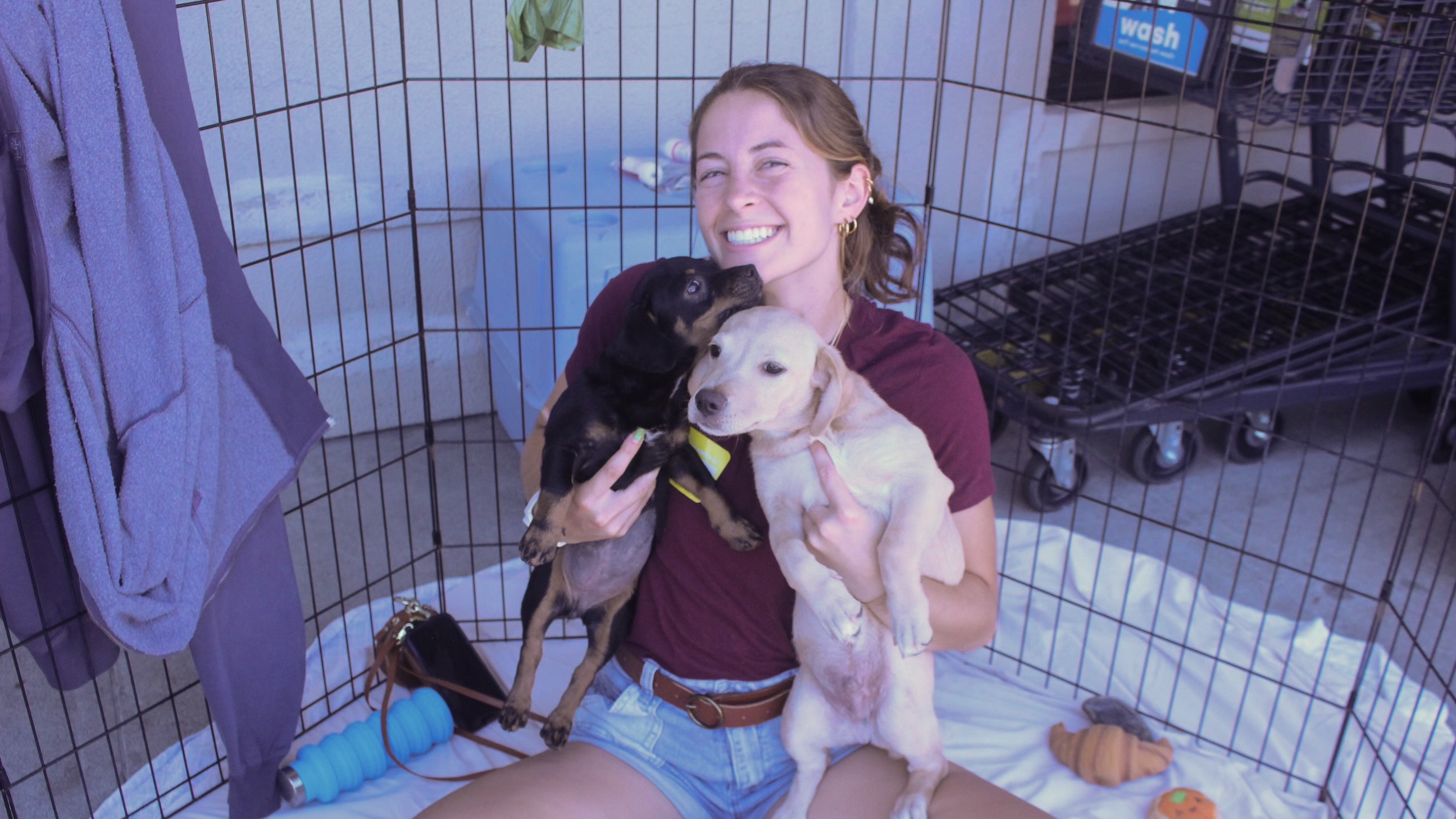 Non-Profit Doggie Protective Services Offers a Helping Paw - M-A Chronicle