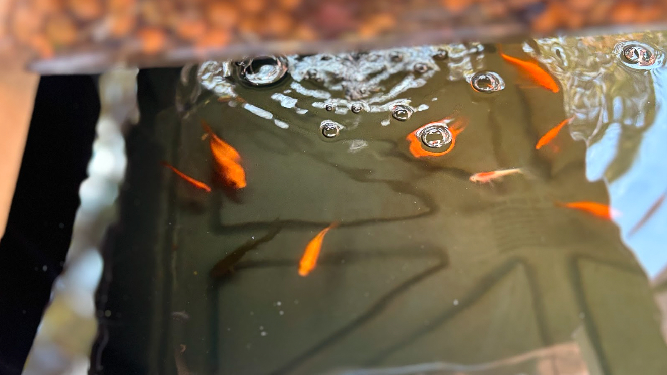 Science Class Project Vandalized, Fish Beheaded - M-A Chronicle